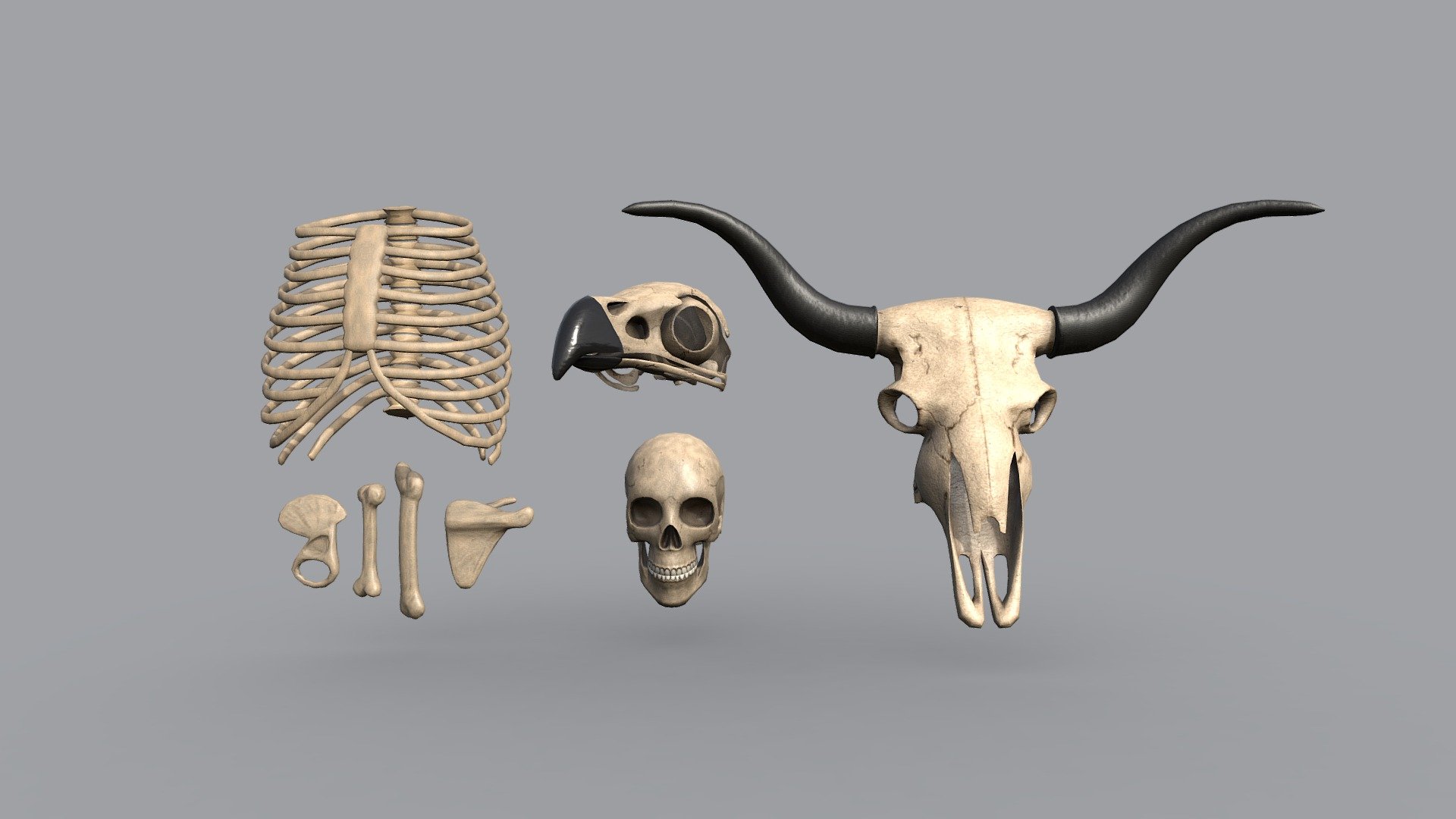 Skeleton low poly pack - Download Free 3D model by assetfactory ...
