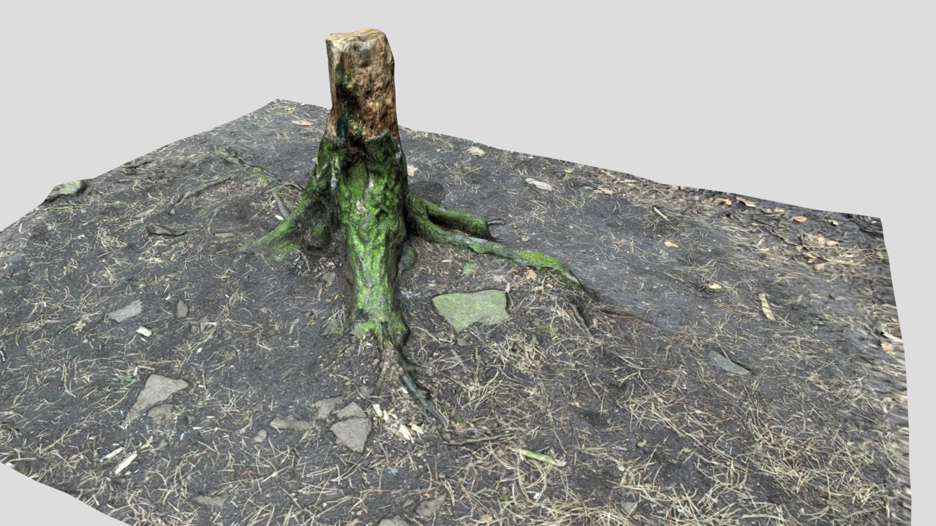 Tree Stump - Low Poly - Maps: 2048 by 2048 - 3D model by Three Dee ...
