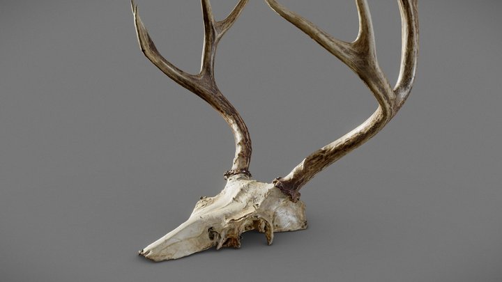Antlers 3D models - Sketchfab
