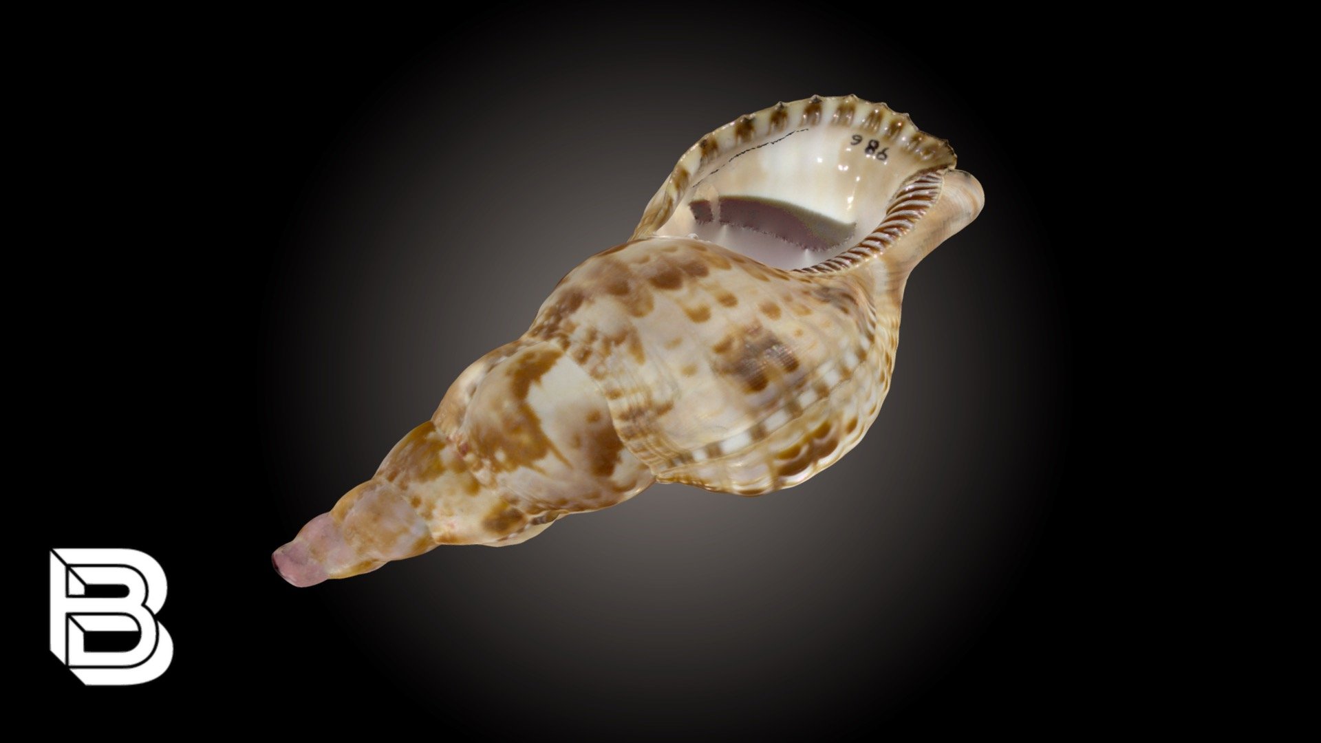 Atlantic Triton Shell - 3D model by The Bishop Museum of Science and ...