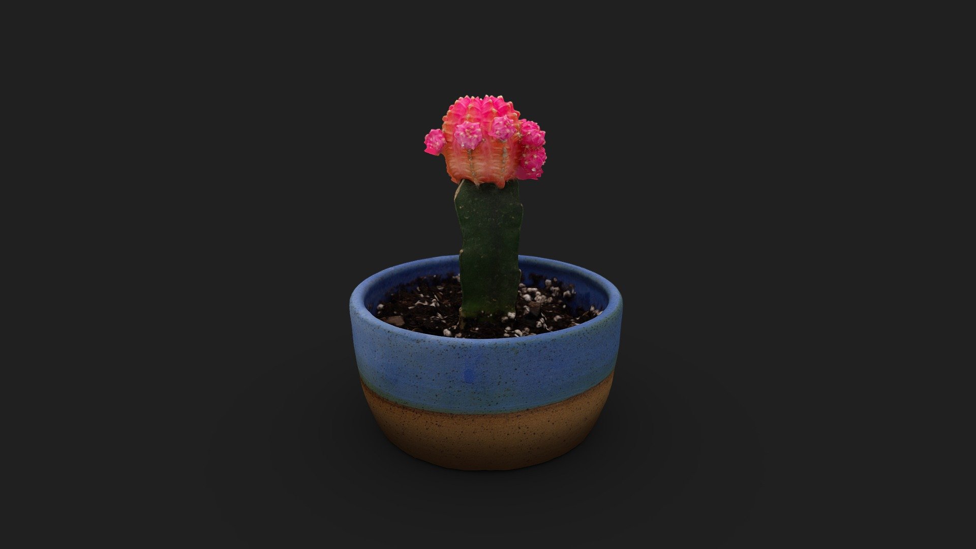 Cactus - 3D model by wboony [57470c3] - Sketchfab