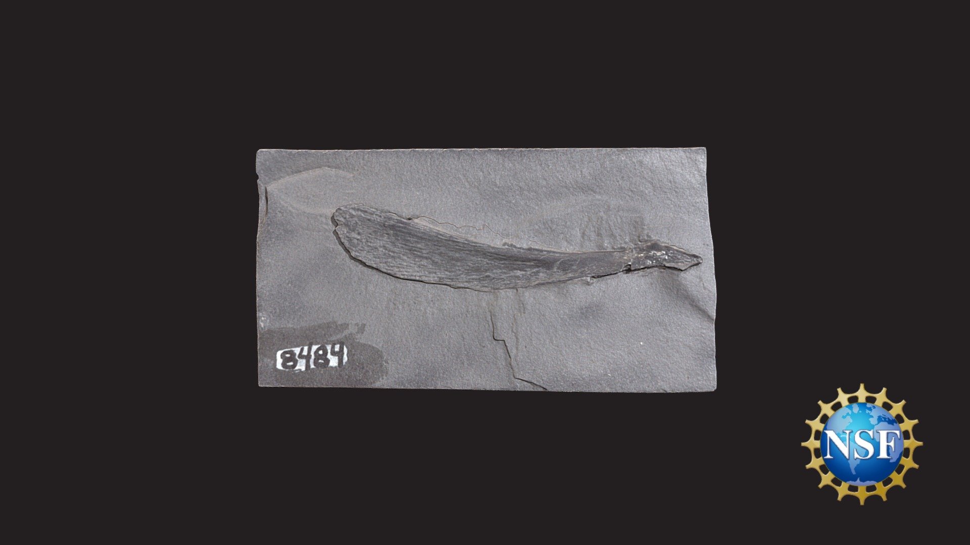 CMNH 8484 Micro Arthrodire Infragnathal - 3D model by Cleveland Museum ...