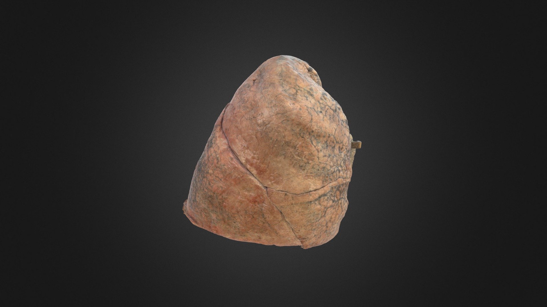 Human Right Lung - 3D model by UBC Medicine - Educational Media ...