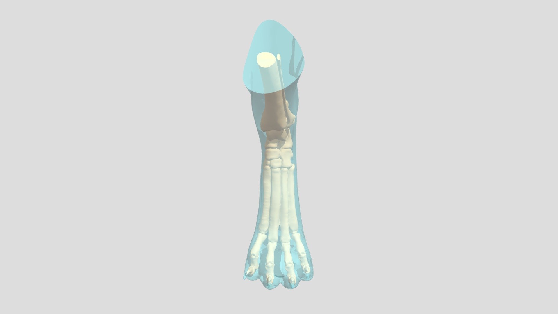 Canine Anatomy - Pes - 3D model by AUmedart [575a8cd] - Sketchfab