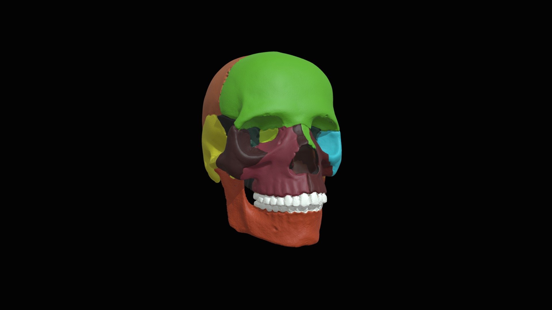 Color-skull - Download Free 3D model by Thunk3D 3D Scanner (@Lily.Qin1 ...