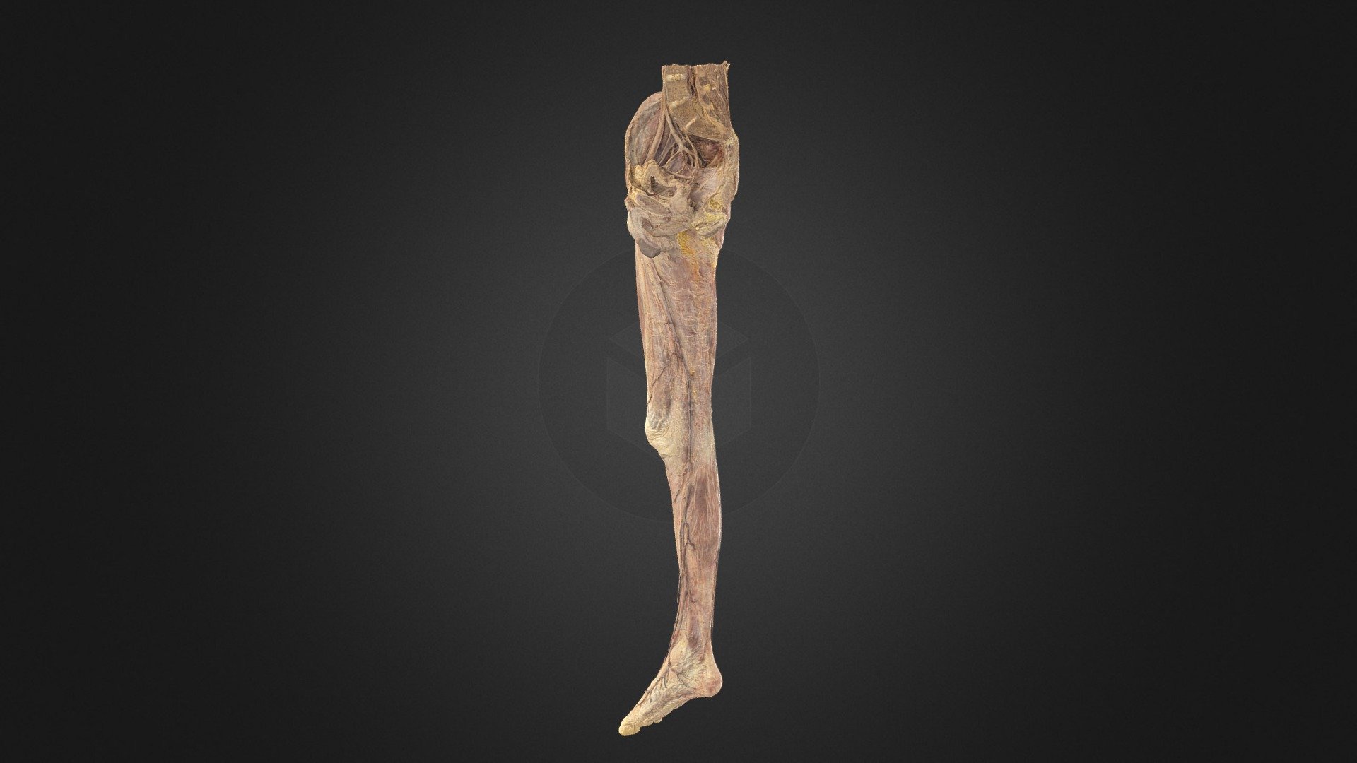 Superficial Lower Limb - 3D model by UBC Medicine - Educational Media ...