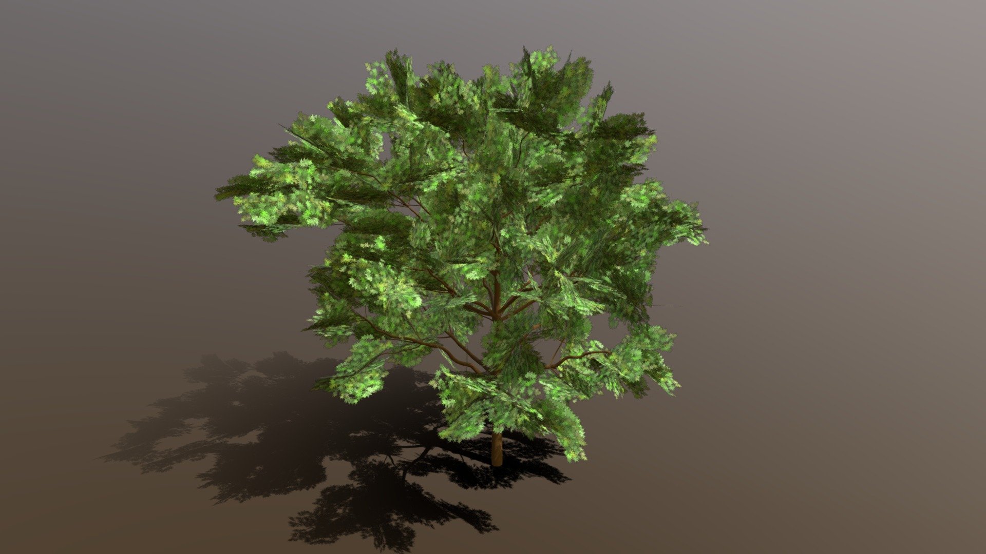 Maple - Download Free 3D model by SCADL & Co (@scadl) [5761dc5] - Sketchfab
