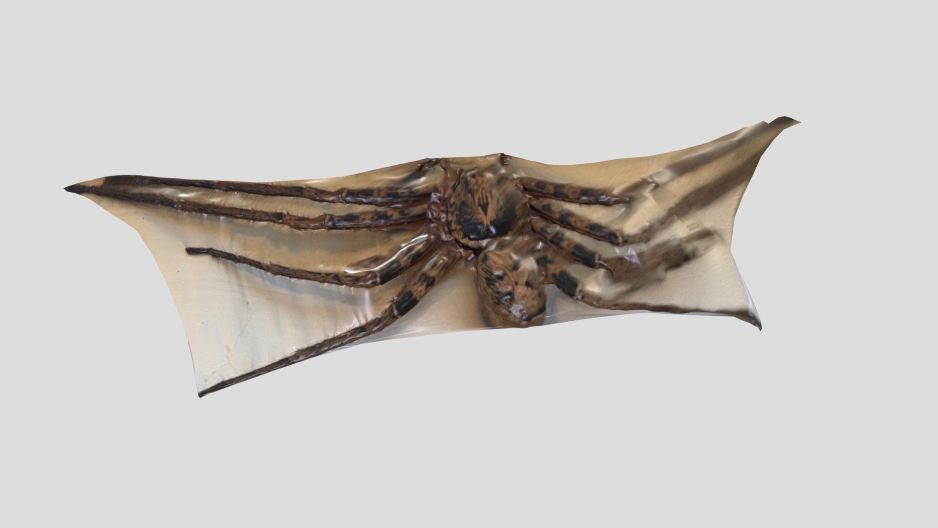 HUNTSMAN SPIDER ON THE WALL - Download Free 3D model by Jimmy Gunawan ...
