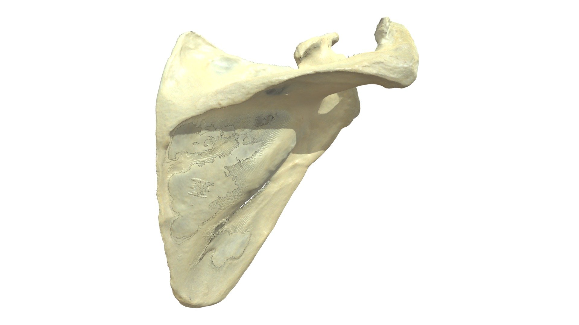 Scapula R - 3D model by Universiteit Antwerpen (@marjanmaldoy) [57641f8 ...