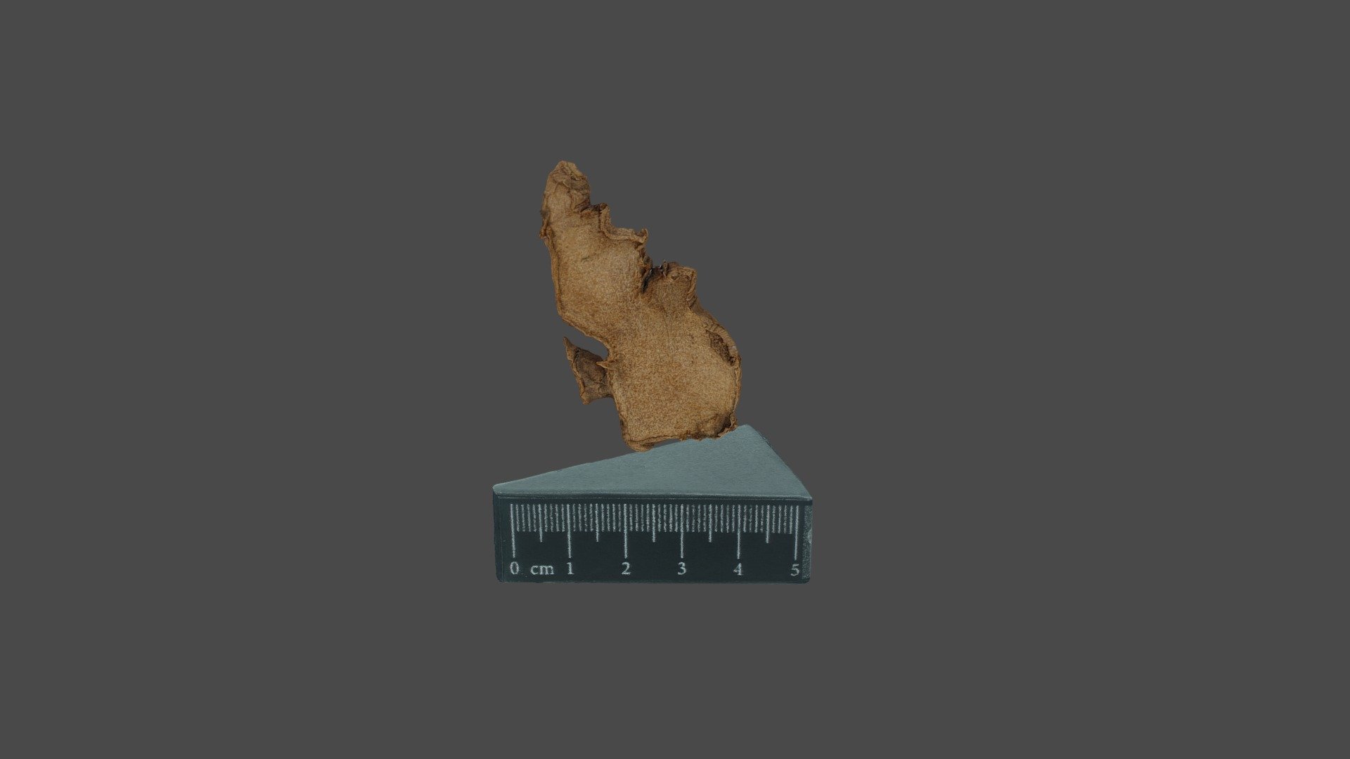ไพล Scale bar - Download Free 3D model by 65201101047 [5765936] - Sketchfab
