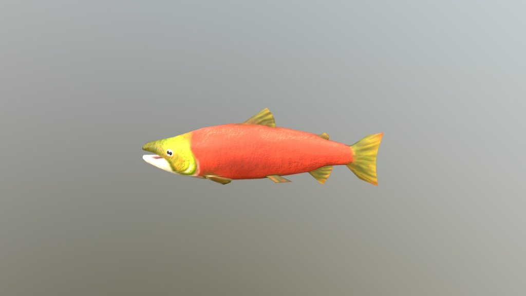 Salmon - 3D model by CopperLyrebird [5768ece] - Sketchfab