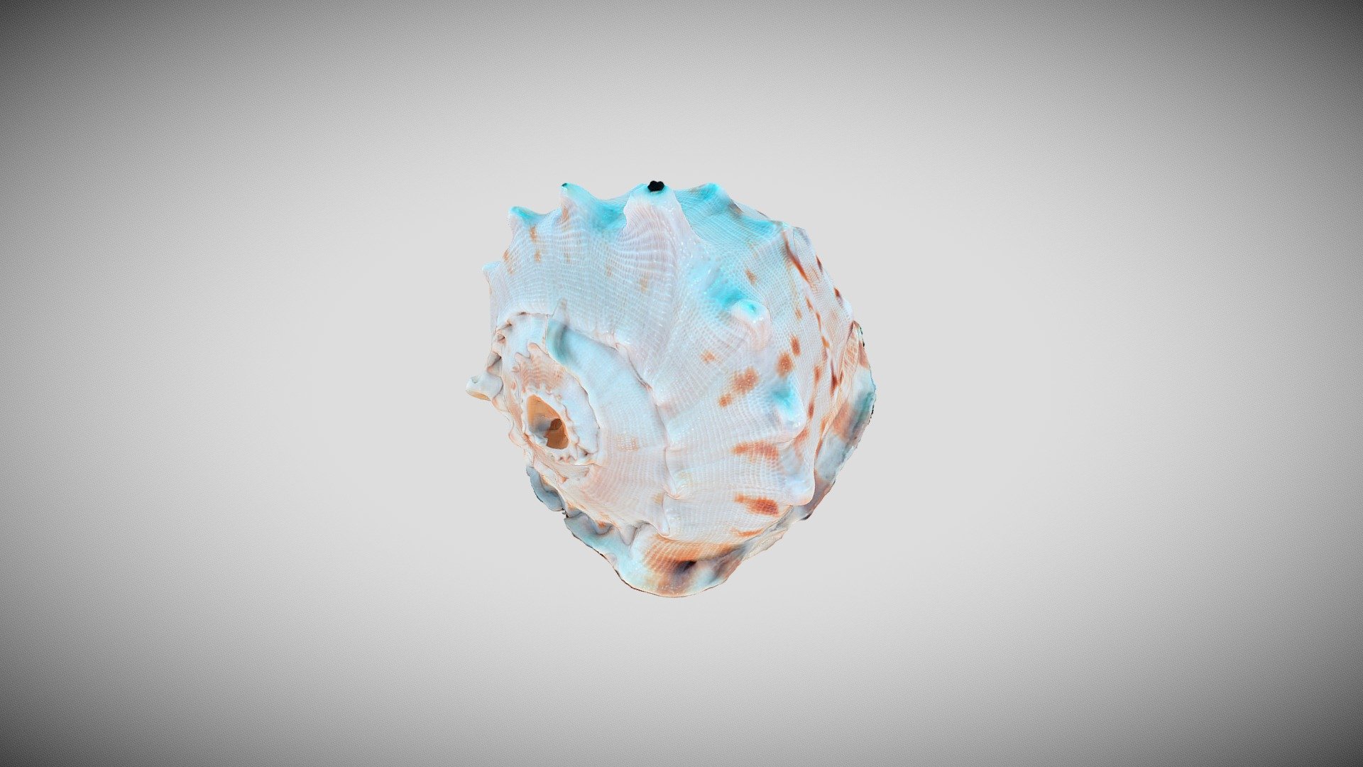 Conch - Download Free 3D model by Urban Photogrammetry (@urban ...