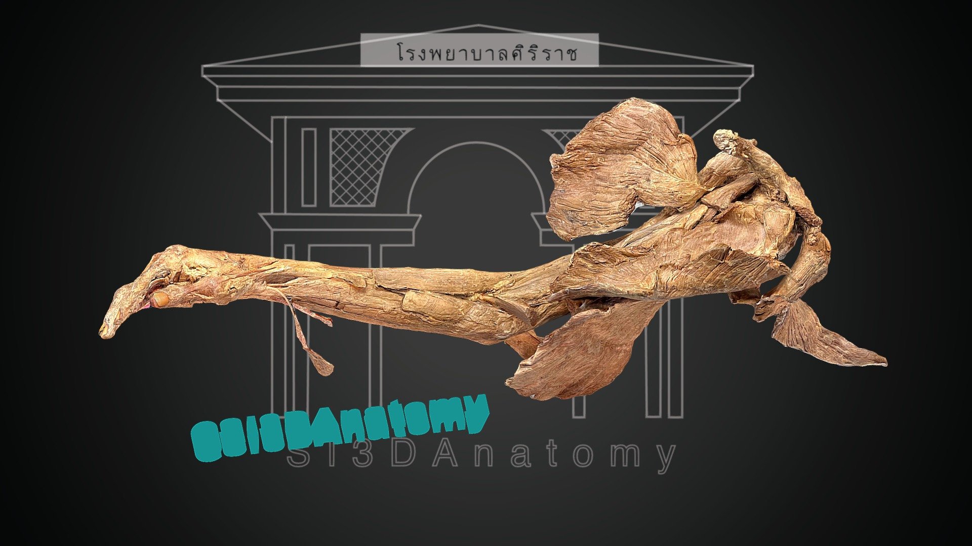 Arm (Forearm Anatomy) - 3D model by SI3DAnatomy [57703a0] - Sketchfab