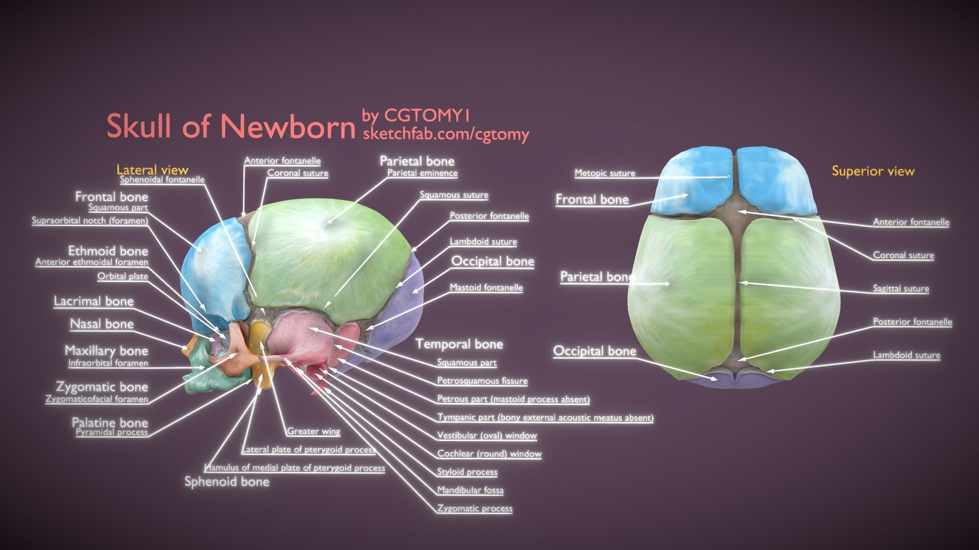 Skull Of Newborn - Buy Royalty Free 3D model by CGTOMY [57750c5] - Sketchfab Store