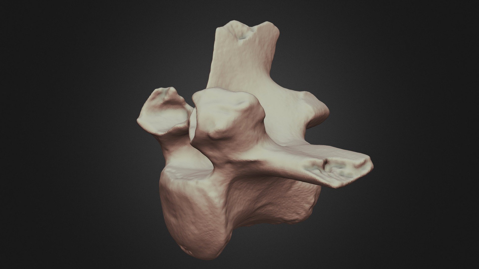 Bovid Lumbar Vertebra - Download Free 3D model by Olof Moleman ...