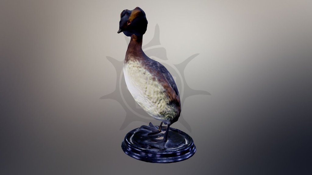 Птицы | Ornithological collection - A 3D model collection by ...
