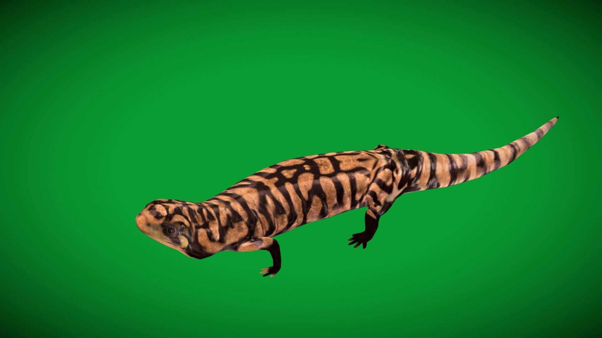 Tiger Salamander - 3D model by Nyilonelycompany [57810f7] - Sketchfab