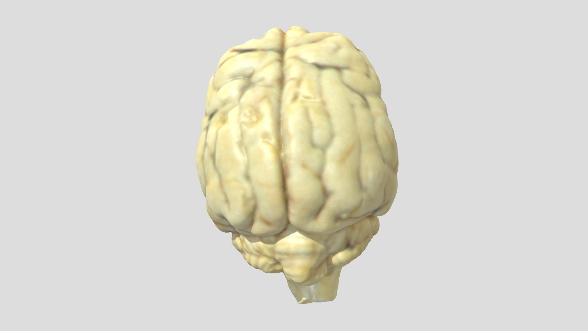 Brain (dog) - 3D model by University of Sarajevo - Veterinary faculty ...