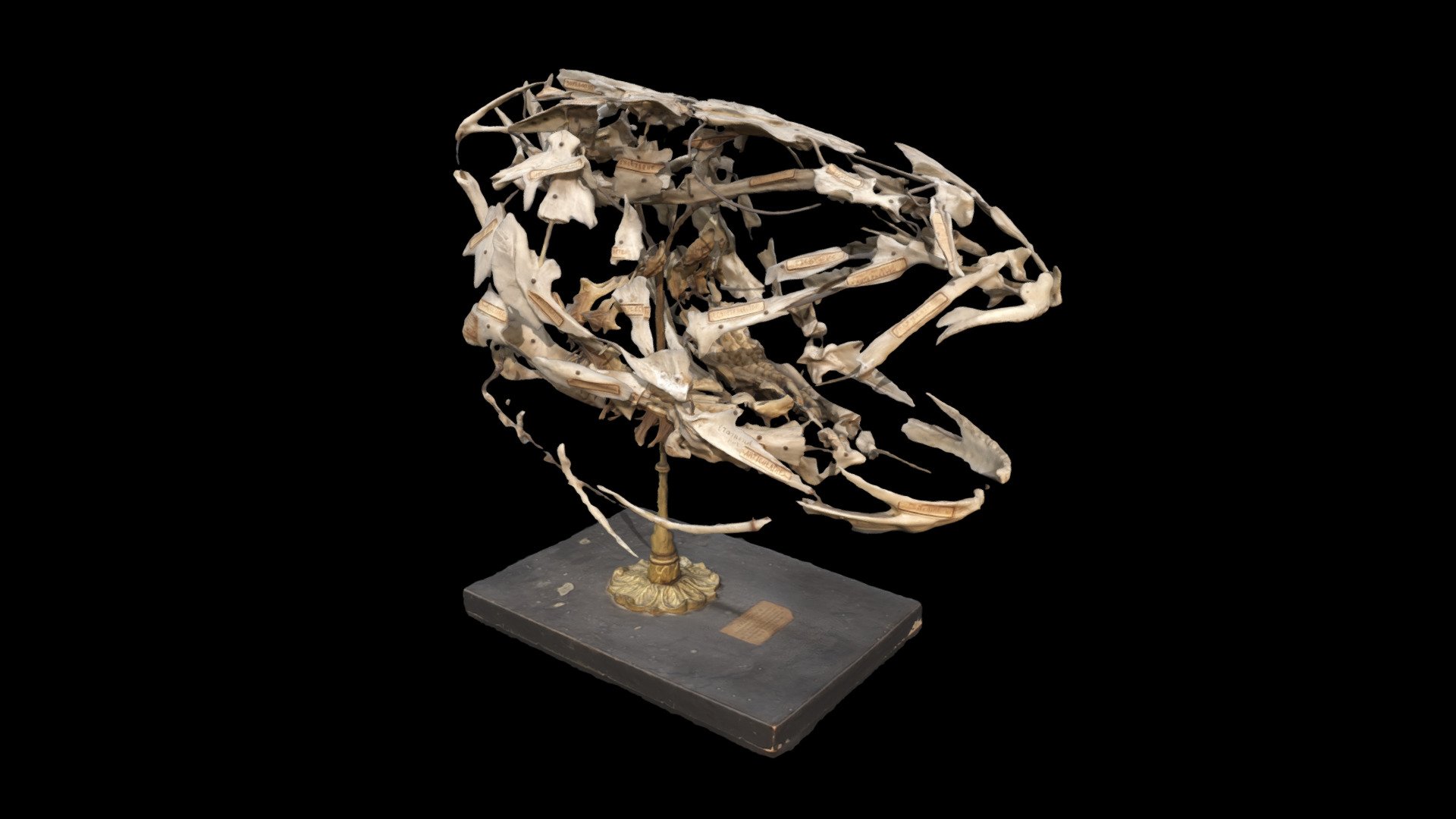 Crâne de Morue (Gadus sp) - Download Free 3D model by JChanteloupUPS ...