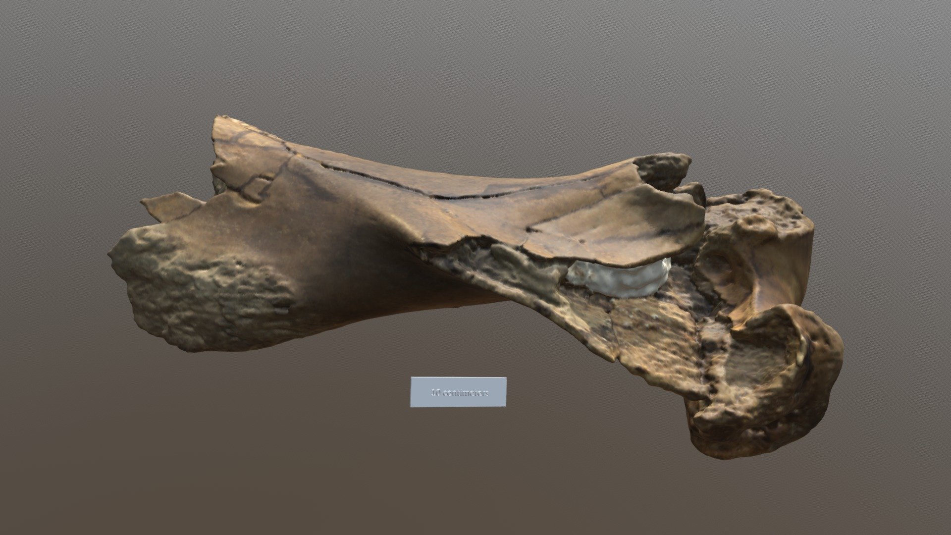 Mastodon Humerus (VCU_3D_3780) - 3D model by Virtual Curation Lab ...