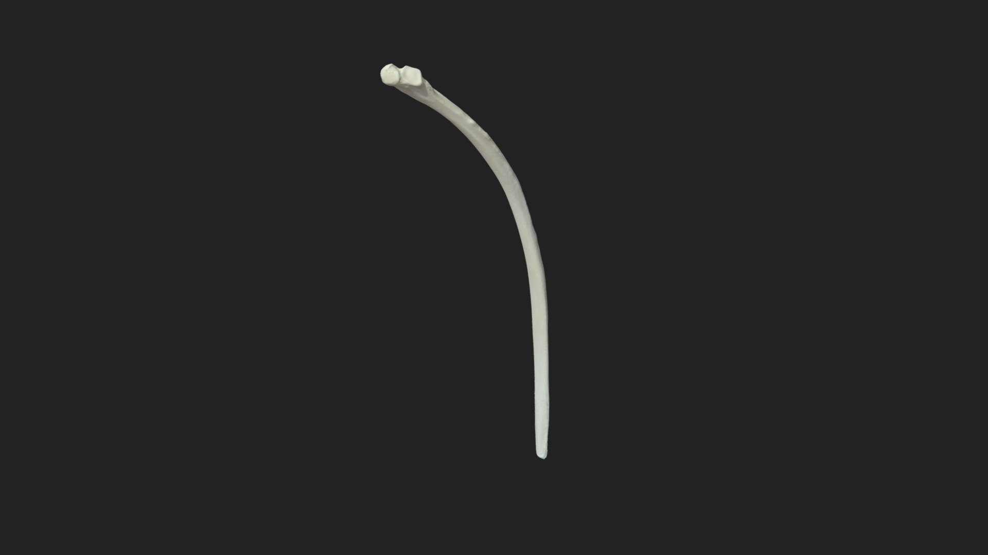 16th asternal rib (costa asternalis) donkey - Download Free 3D model by ...