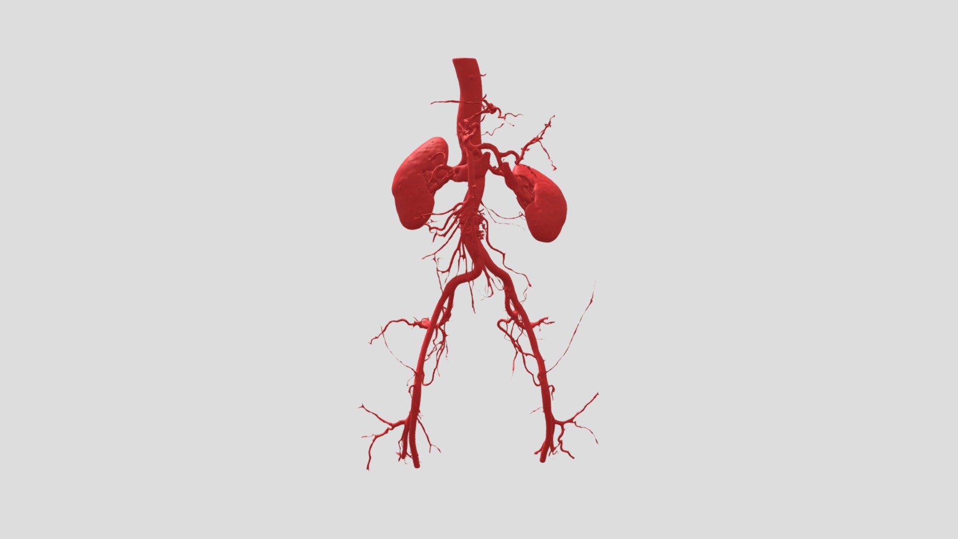 Segmentation_Segment_1 - 3D model by kucharm [578c04f] - Sketchfab