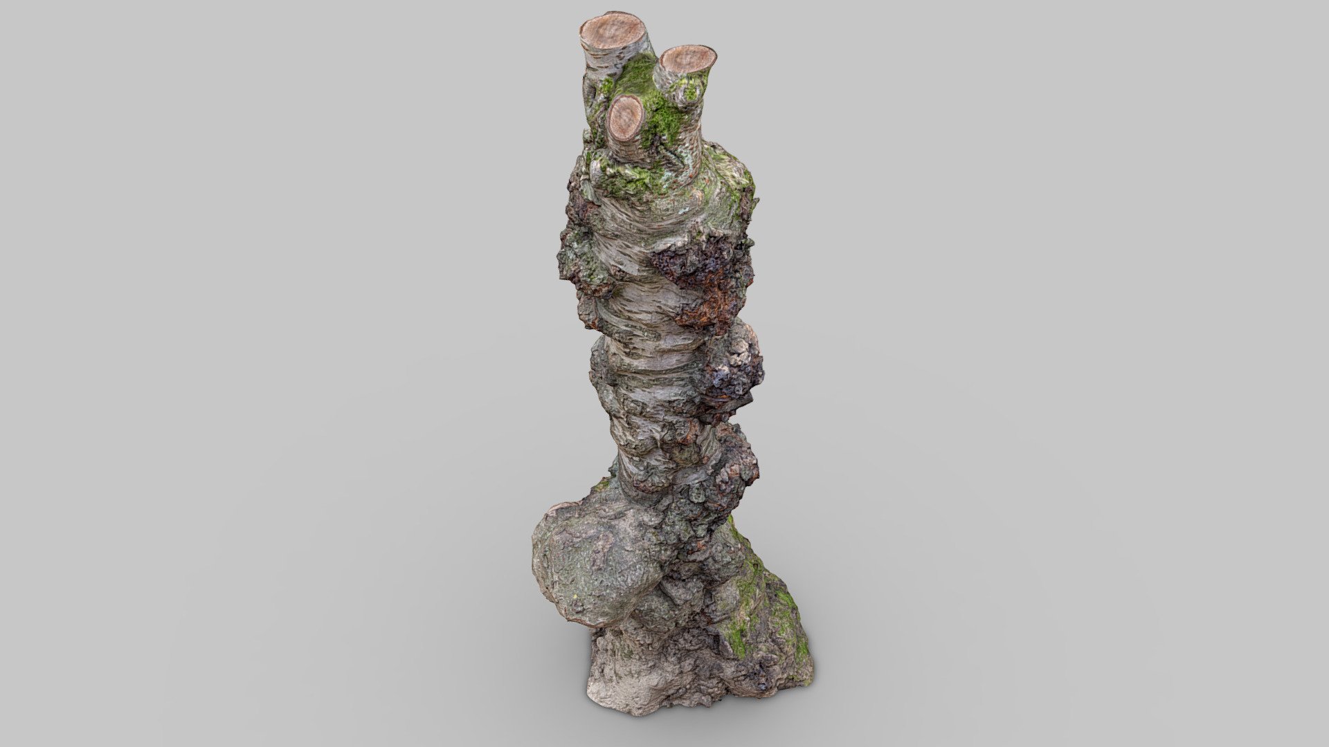 Strange Tree Trunk - photogrammetry - Buy Royalty Free 3D model by ...