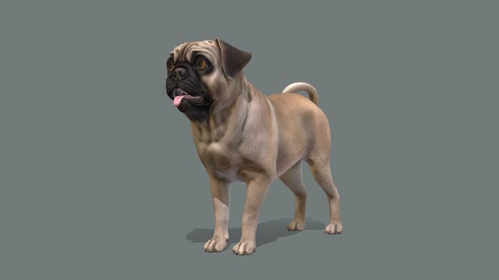 Pug 3D models - Sketchfab