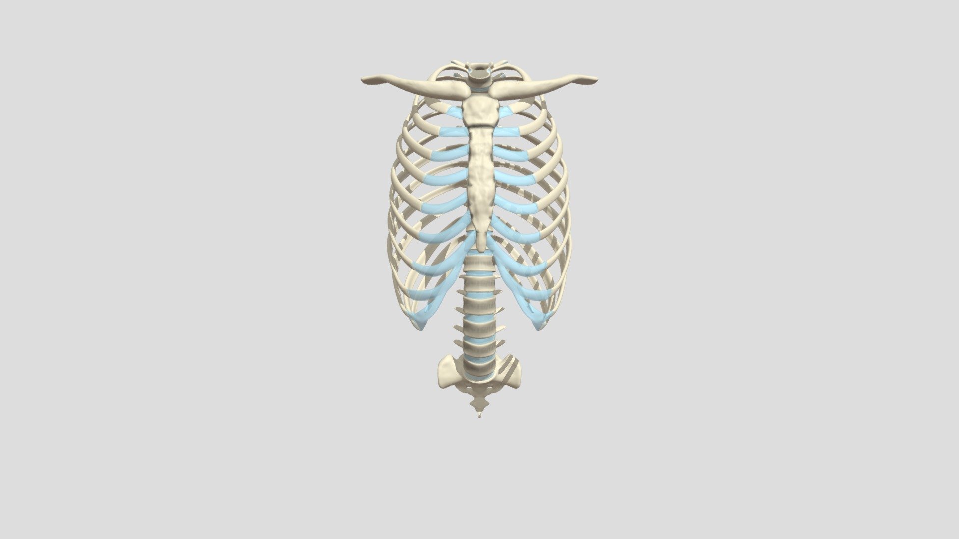 Thoracic Skeleton - 3D model by mayjiang [5790317] - Sketchfab