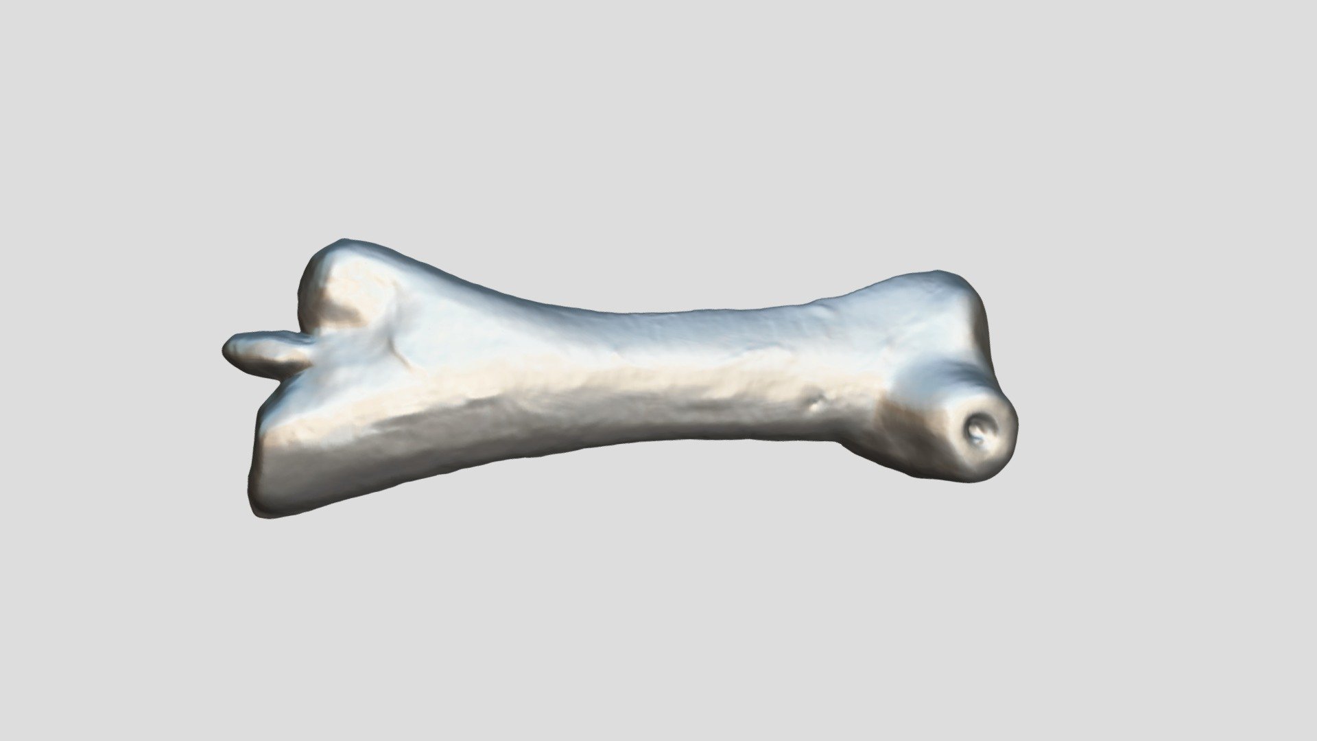 Palmer Mastodon Kit Femur L Pt1 (VCU_3D_5584) - 3D model by Virtual ...