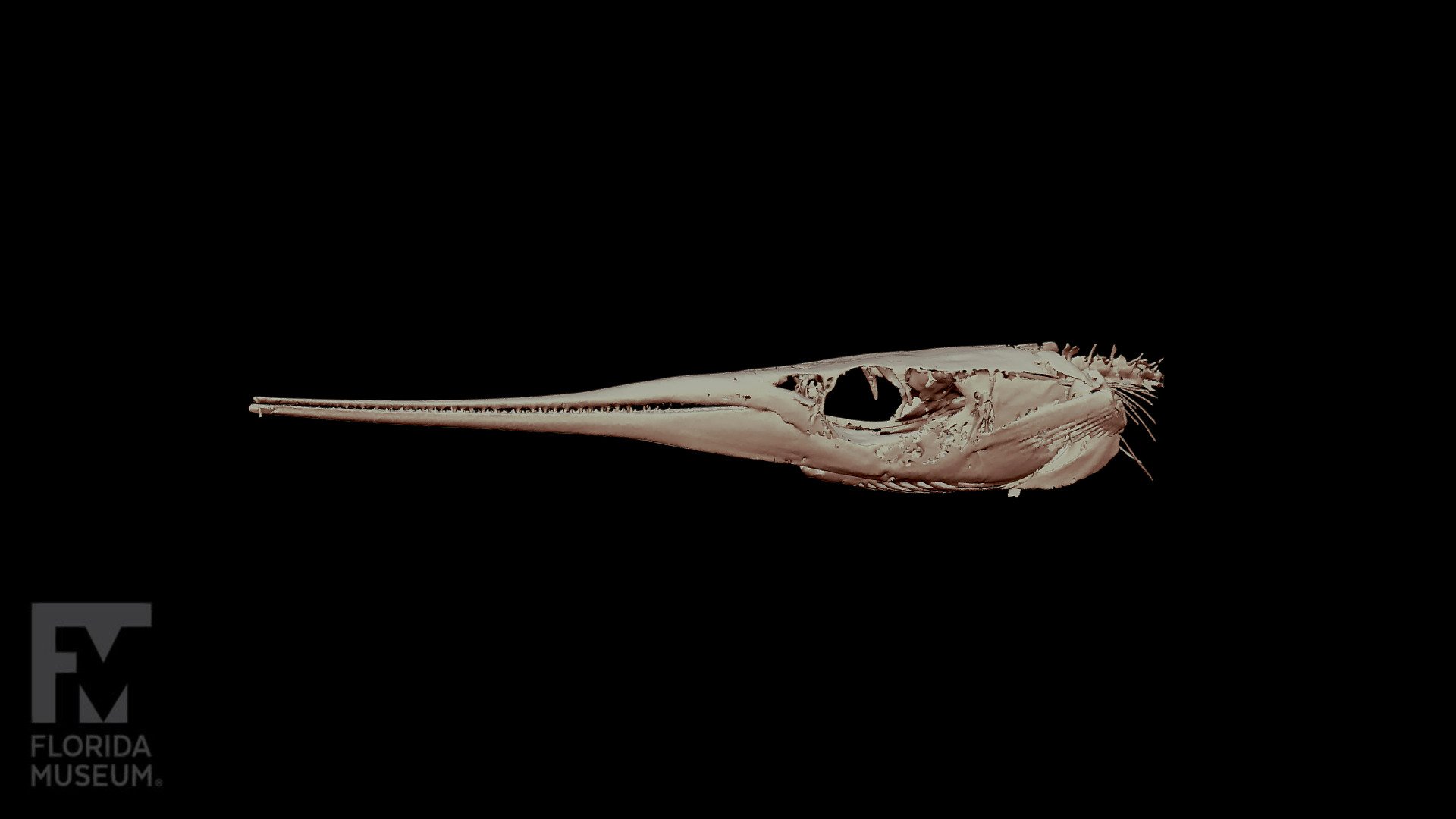 Garfish - 3D model by FloridaMuseum [57a095a] - Sketchfab