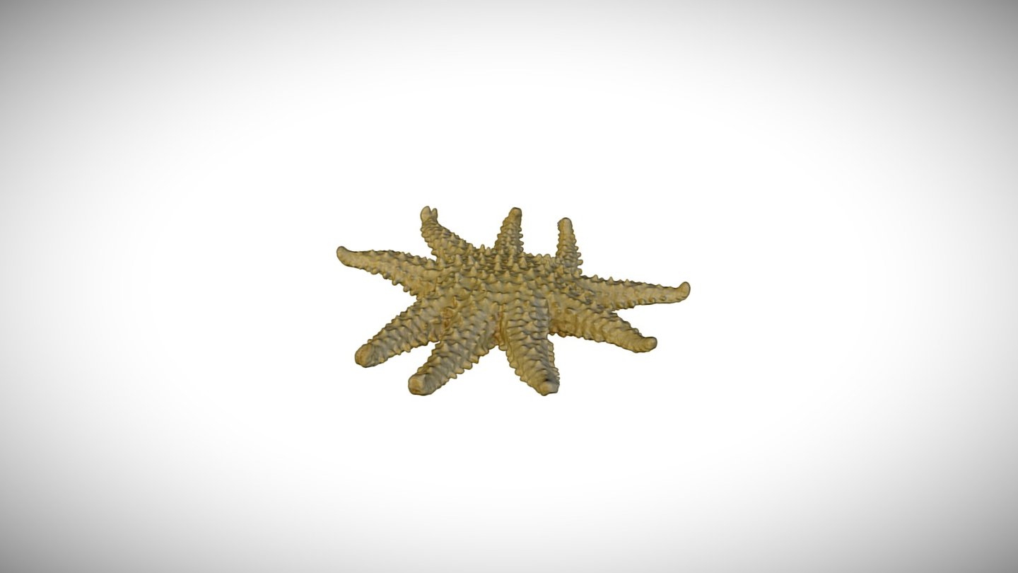 Crossaster papposus / CASIZ 102140 - 3D model by California Academy of ...