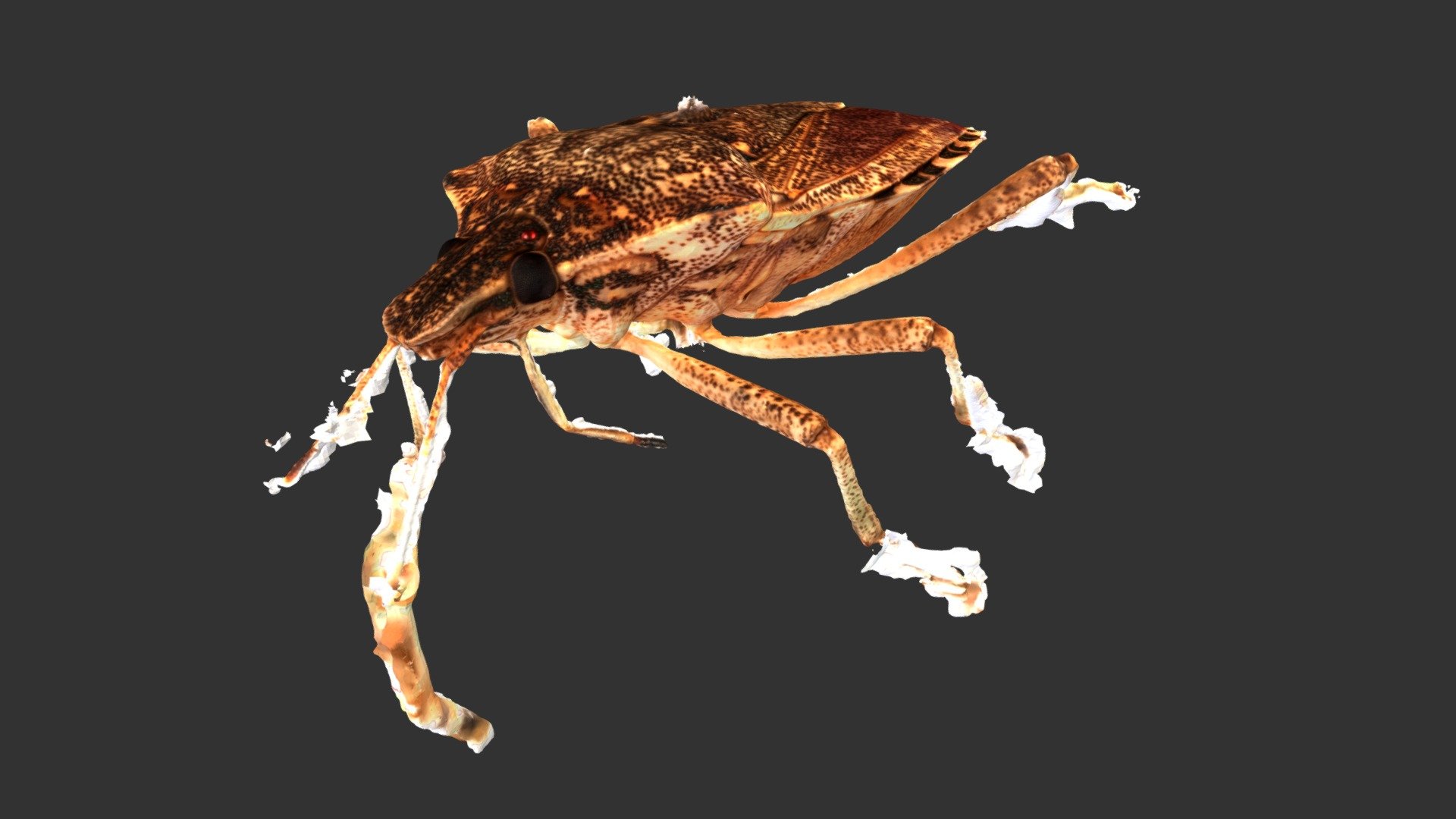 The brown stink bug - 3D model by Jorge.A..Castillo-Castro (@Jorge_Castillo-Castro) [57b168b ...