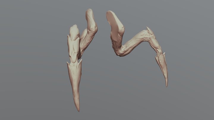 Limbs 3D models - Sketchfab