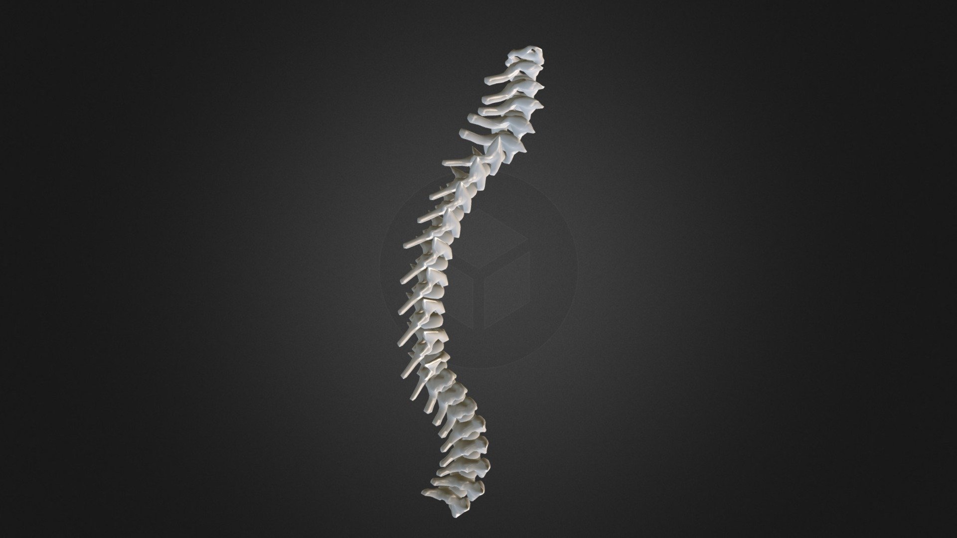 Human Spine - Download Free 3D model by Bear From Beyond (@b_bear ...