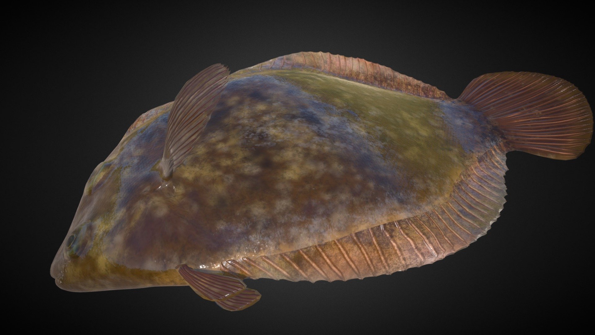 Paralichthys Olivaceus Rigged - Buy Royalty Free 3D model by Armored ...