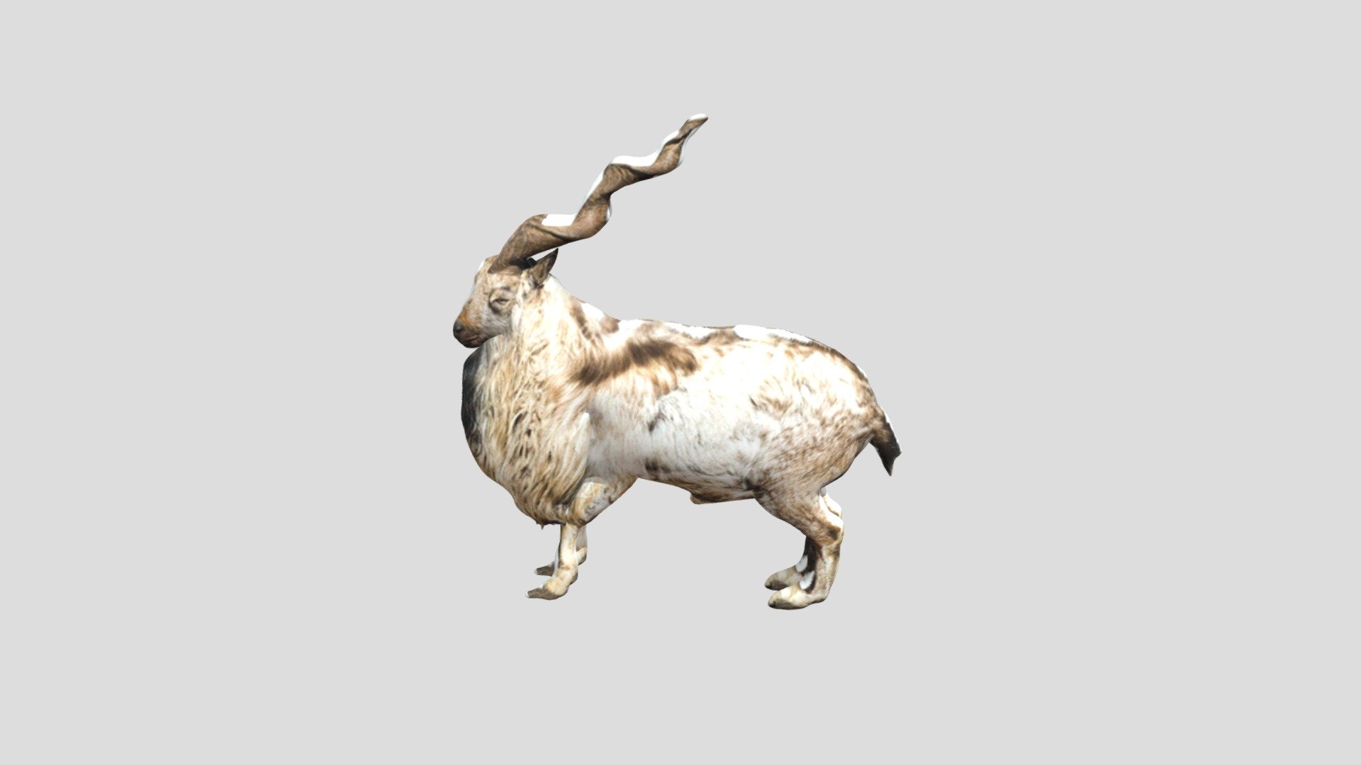 Markhor run - Download Free 3D model by Zazuyoshi [57cda97] - Sketchfab