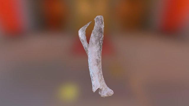 Animal-bone 3D models - Sketchfab