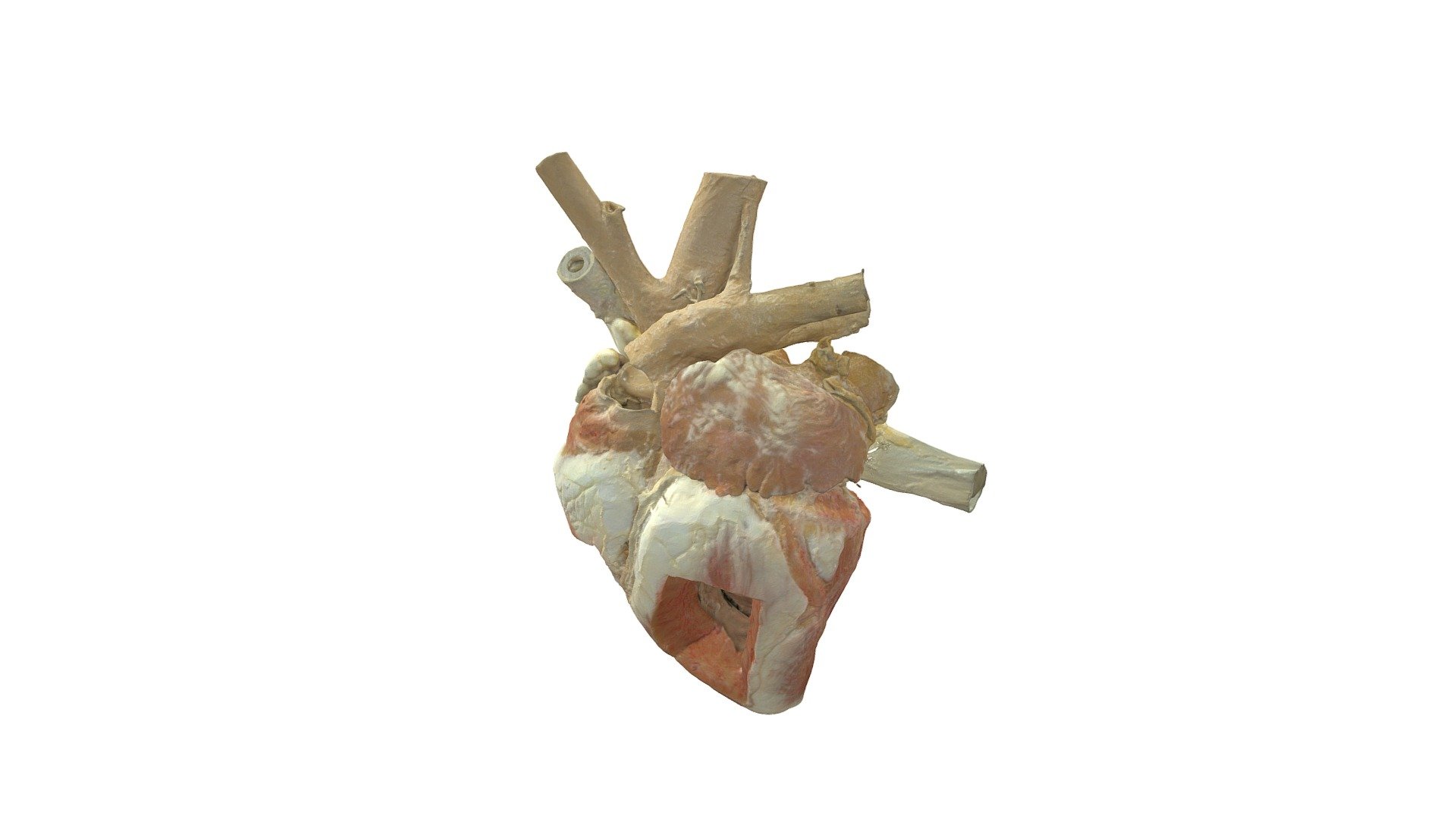 Heart, small ruminant (sheep) (plastinate) - 3D model by Vetanat.UZH ...