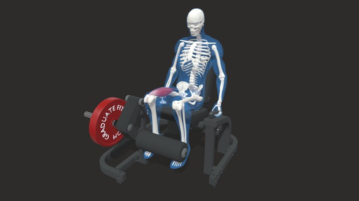Quadriceps 3D models - Sketchfab