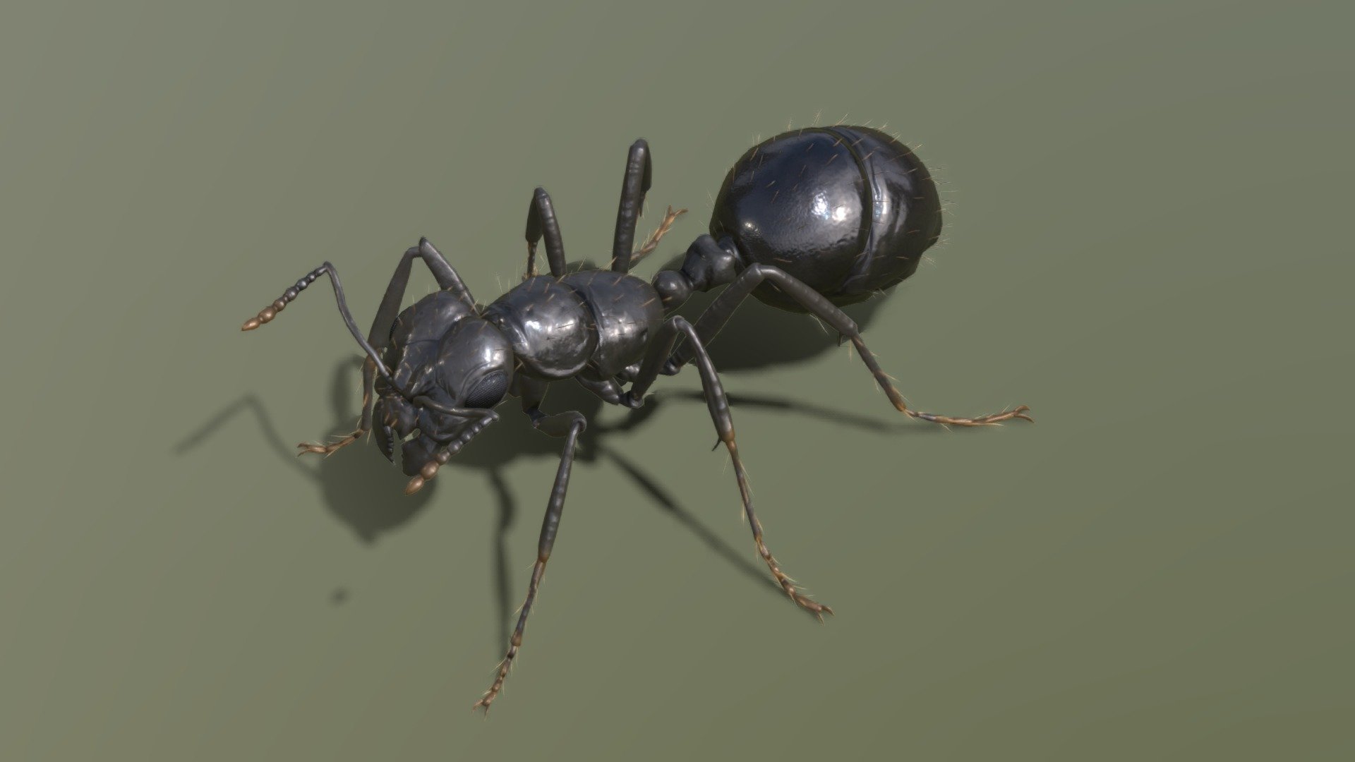Black Garden Ant ( Worker ) - 3D model by Nestaeric [57d8cc9] - Sketchfab