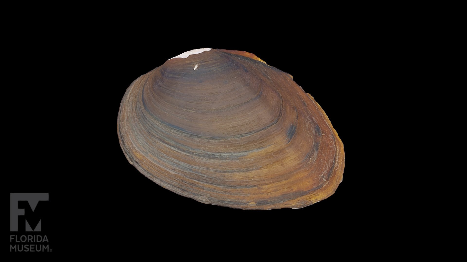Oval pigtoe - Freshwater Mussel - 3D model by FloridaMuseum [57dc464 ...
