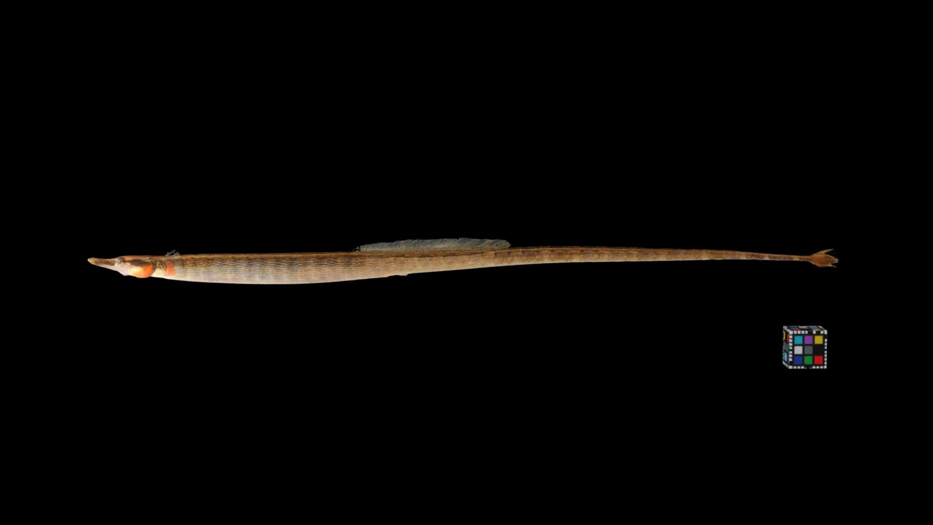 イッセンヨウジ ♀ Barhead Pipefish, Microphis leiaspis - Download Free 3D model ...