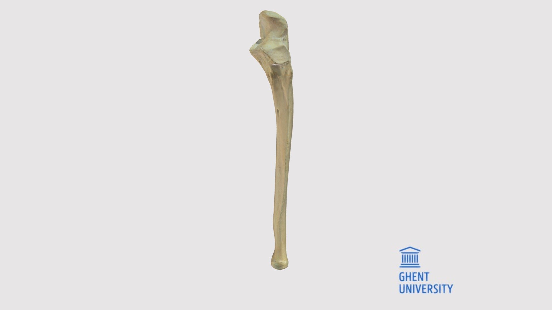 Ulna - 3D model by AnatomyUgent (@emaudena) [57e15df] - Sketchfab