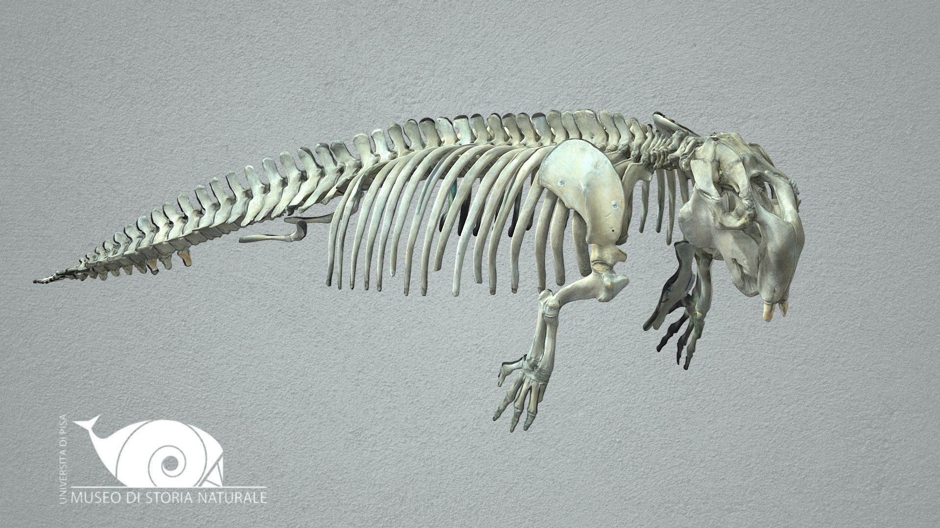 Dugong - 3D model by Natural History Museum, University of Pisa ...