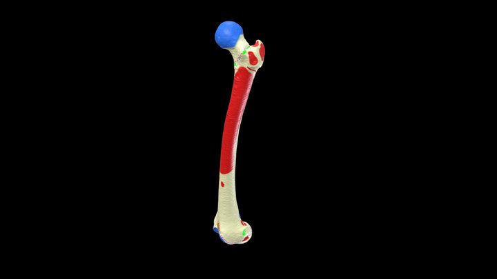 Femur 3D models - Sketchfab