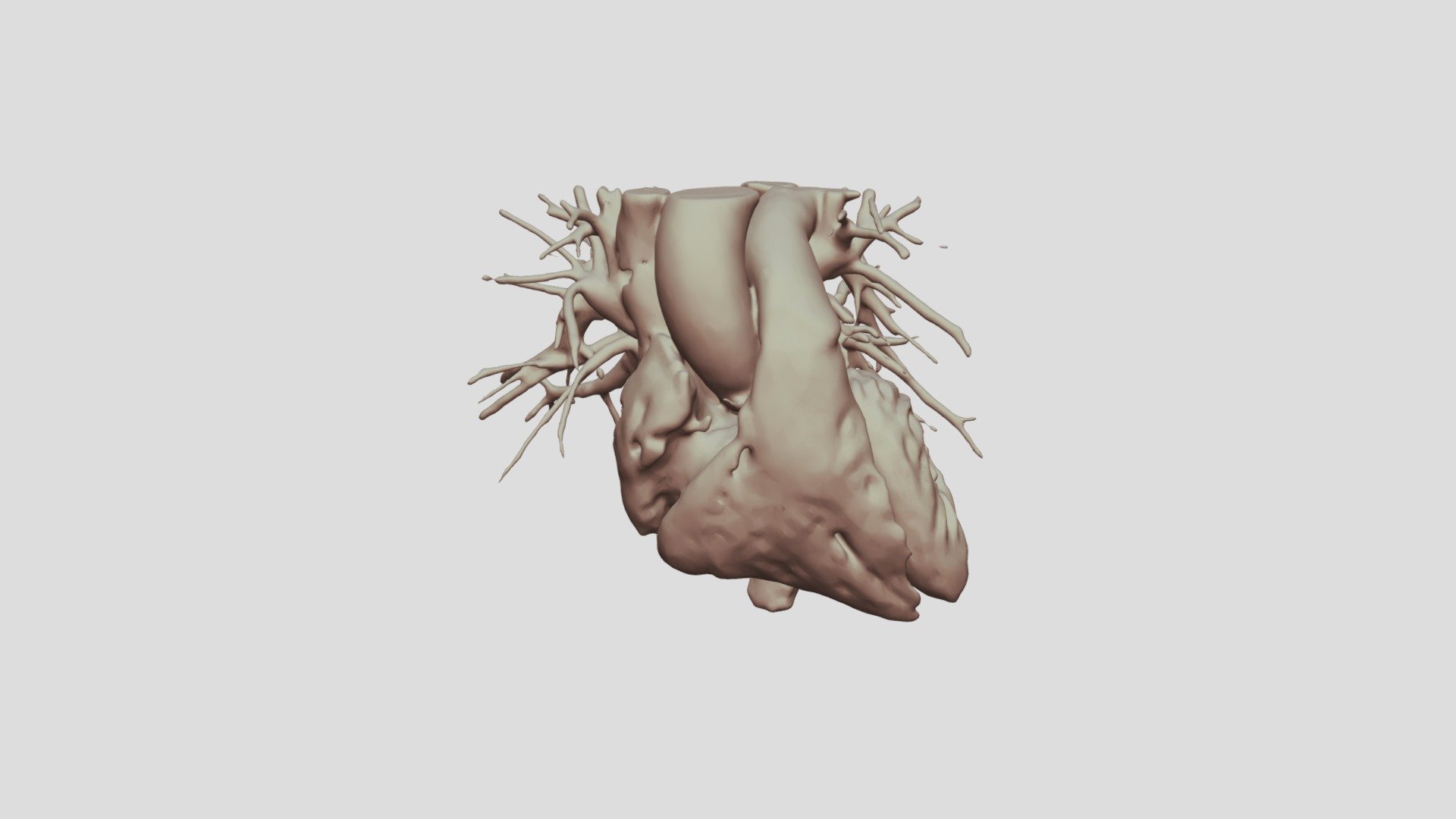 Heart Extracted - Download Free 3D model by etchng [57ee140] - Sketchfab