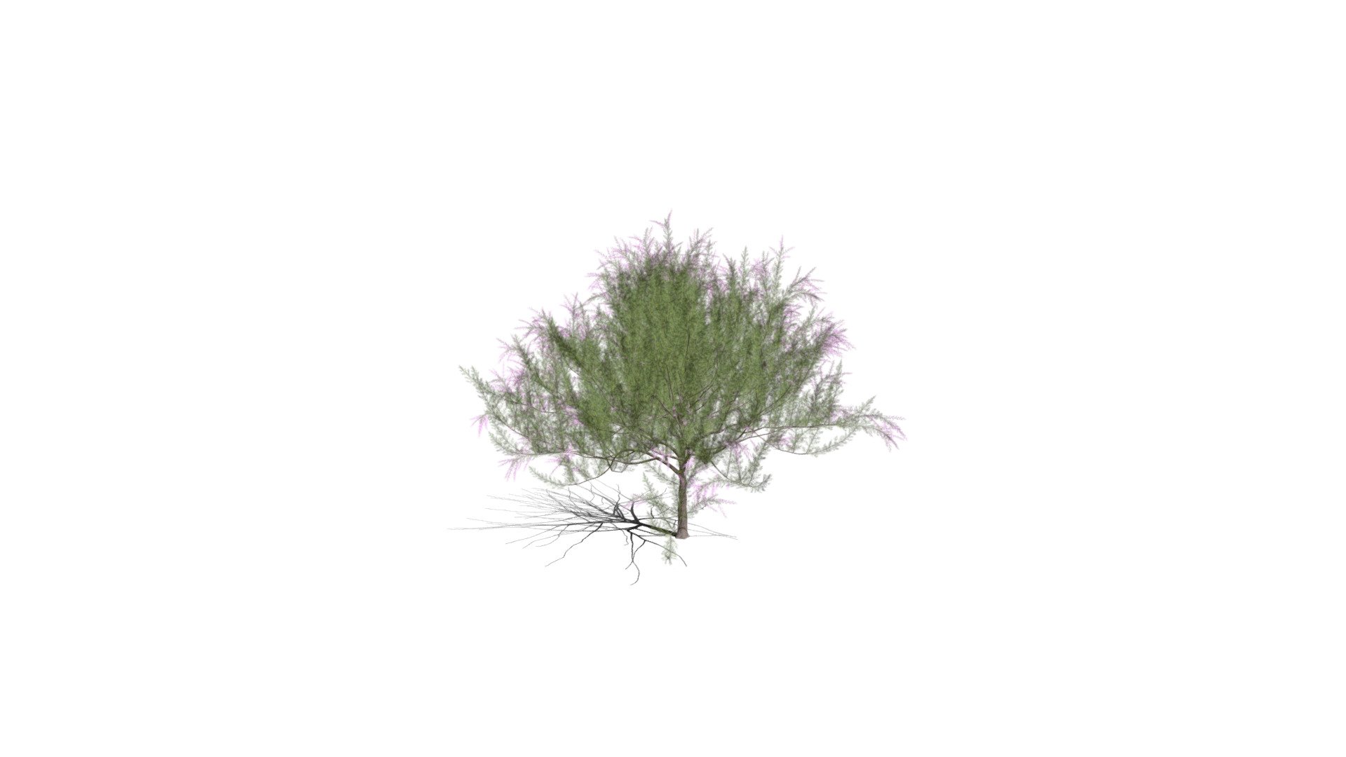 Realistic HD French tamarisk (8/20) - Download Free 3D model by ...