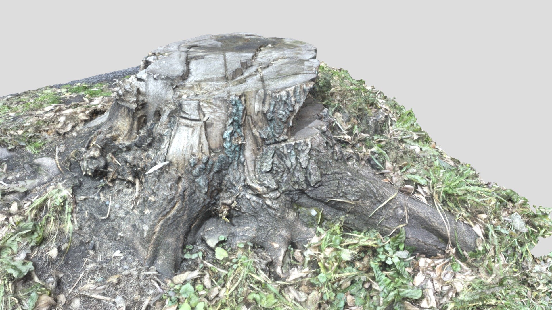 Poplar city stump - 3D model by Vyacheslav (@slvsv) [57ffe76] - Sketchfab
