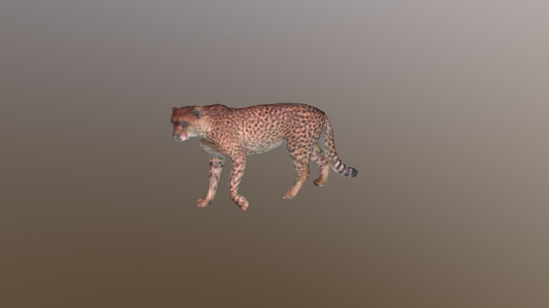 Cheetah A Posed 0129 - Download Free 3D model by SMALR [580b8dd ...